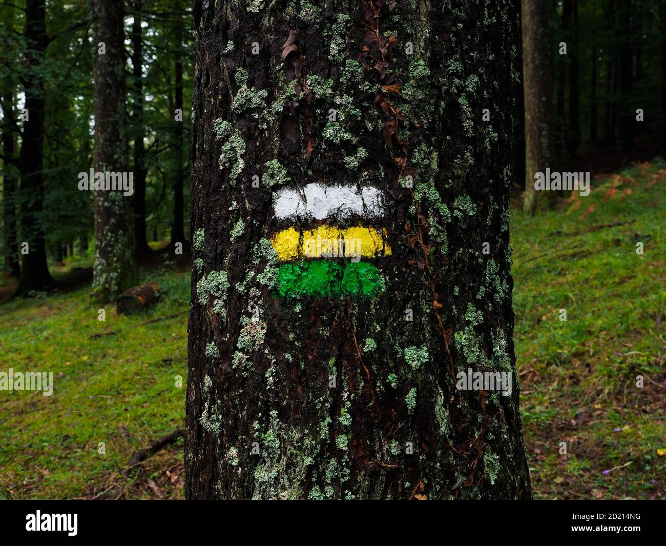 Hiking signs in a tree in the forest Stock Photo - Alamy