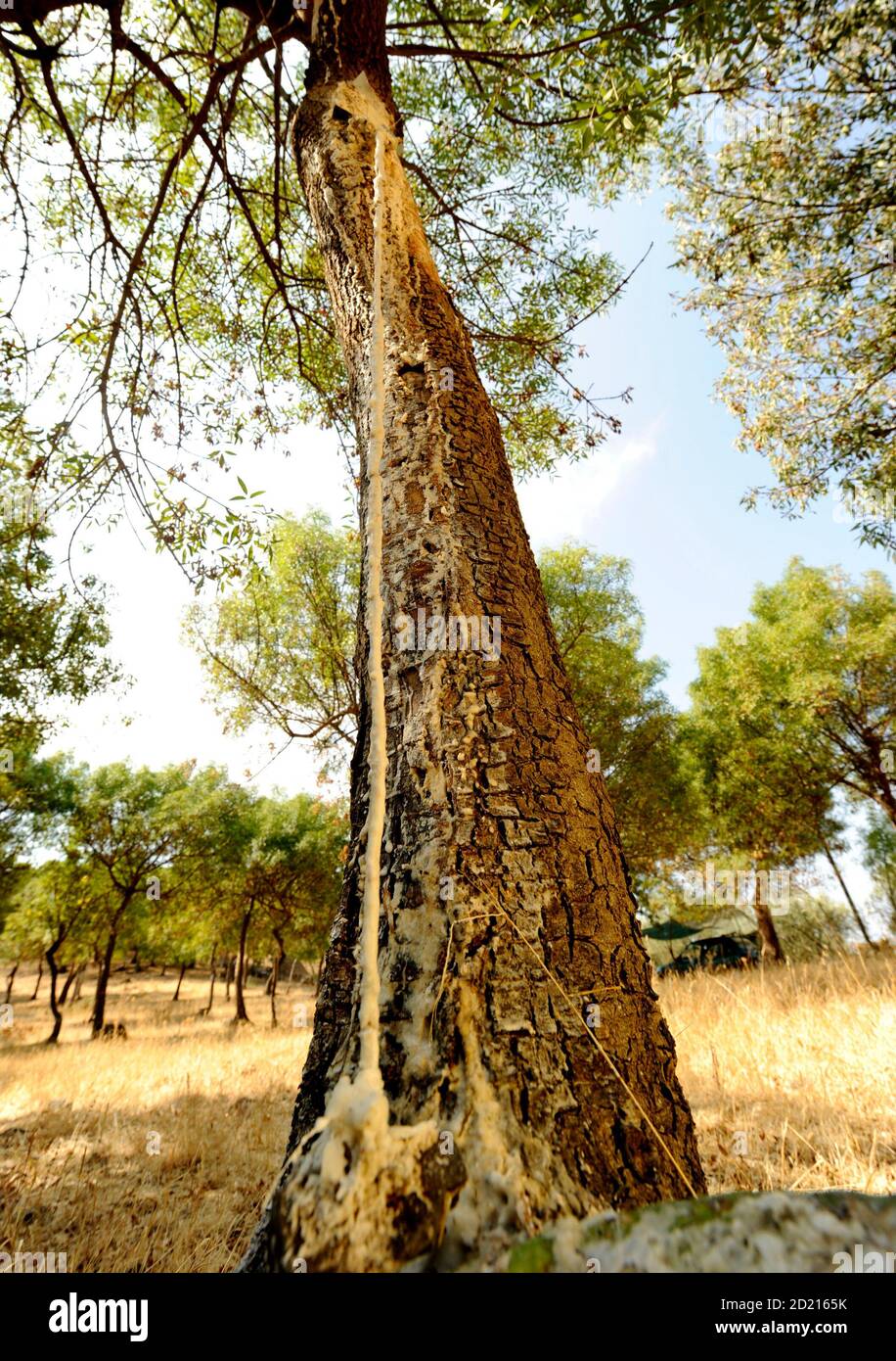 Manna Flowering Ash Tree High Resolution Stock Photography and Images ...