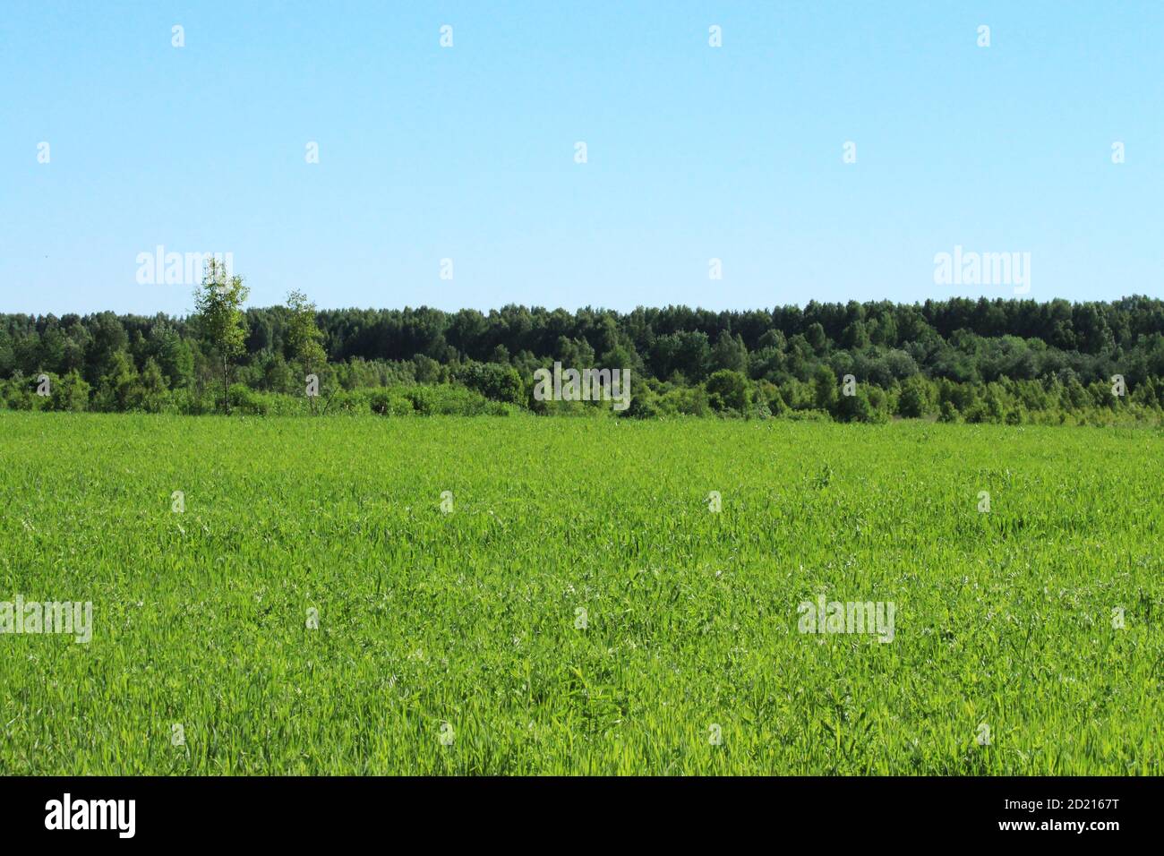Fresh air and beautiful natural landscape of meadow with green tree in ...