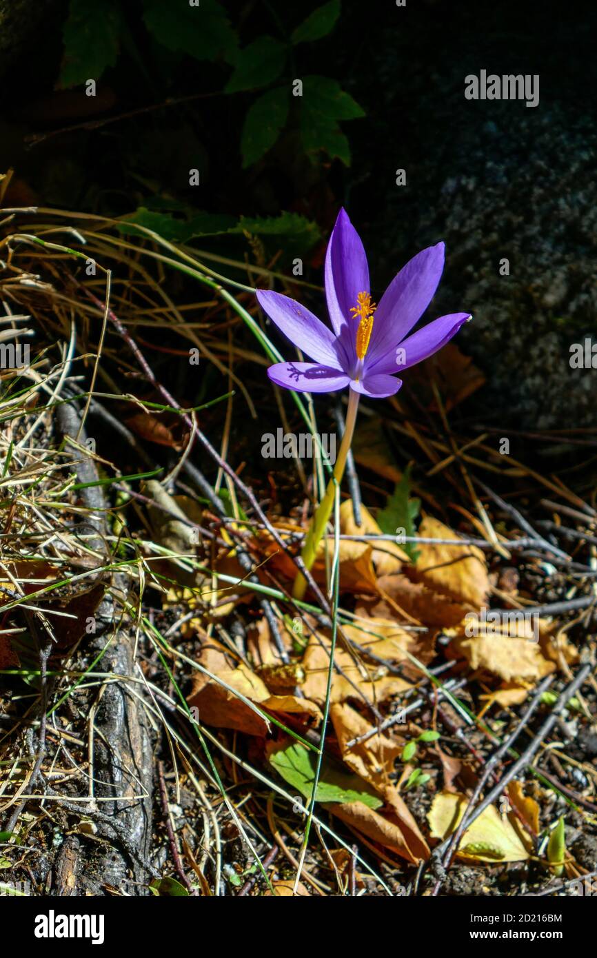 Purple autumn crocus catching the sun, Tarascon sur Ariege, France ...
