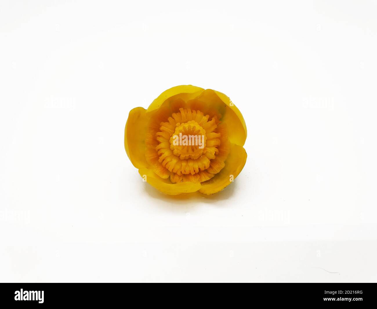 Closeup of yellow swamp palustris on a white background Stock Photo - Alamy