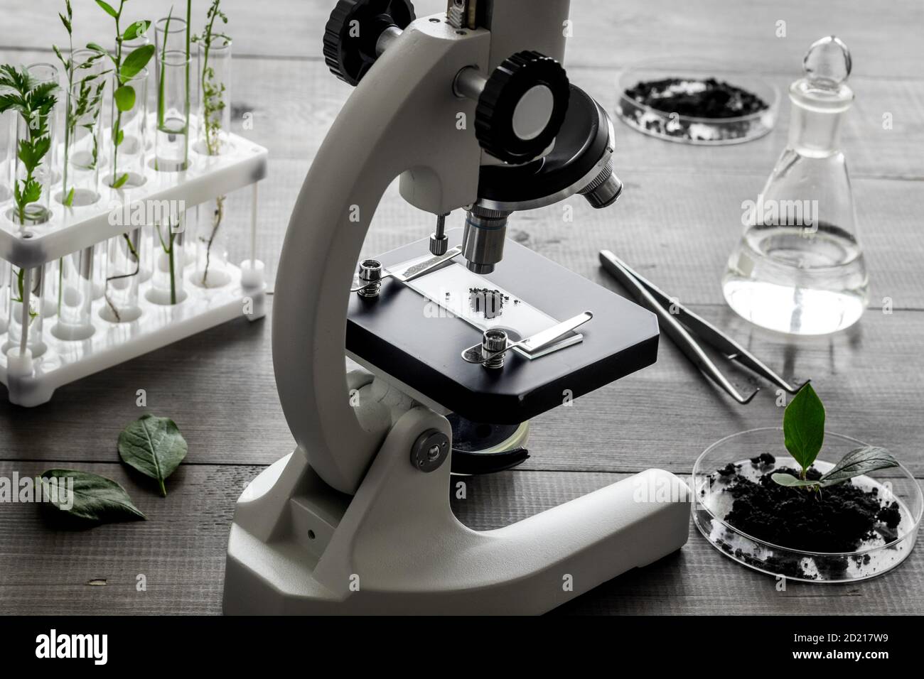 Biotechnology laboratory with plants and microscope on table Stock ...