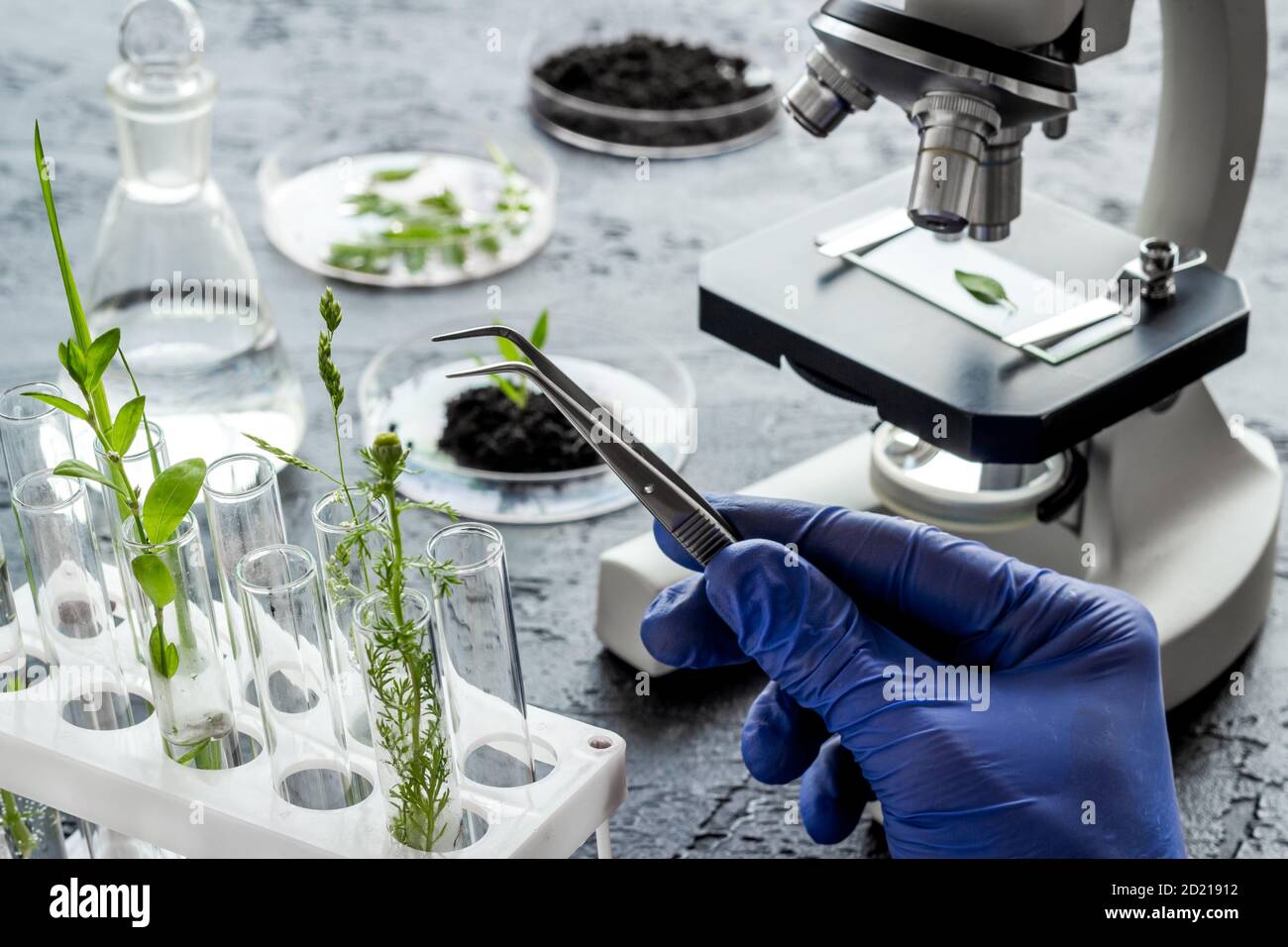 Biologist researching plants with microscope in biological chemistry ...