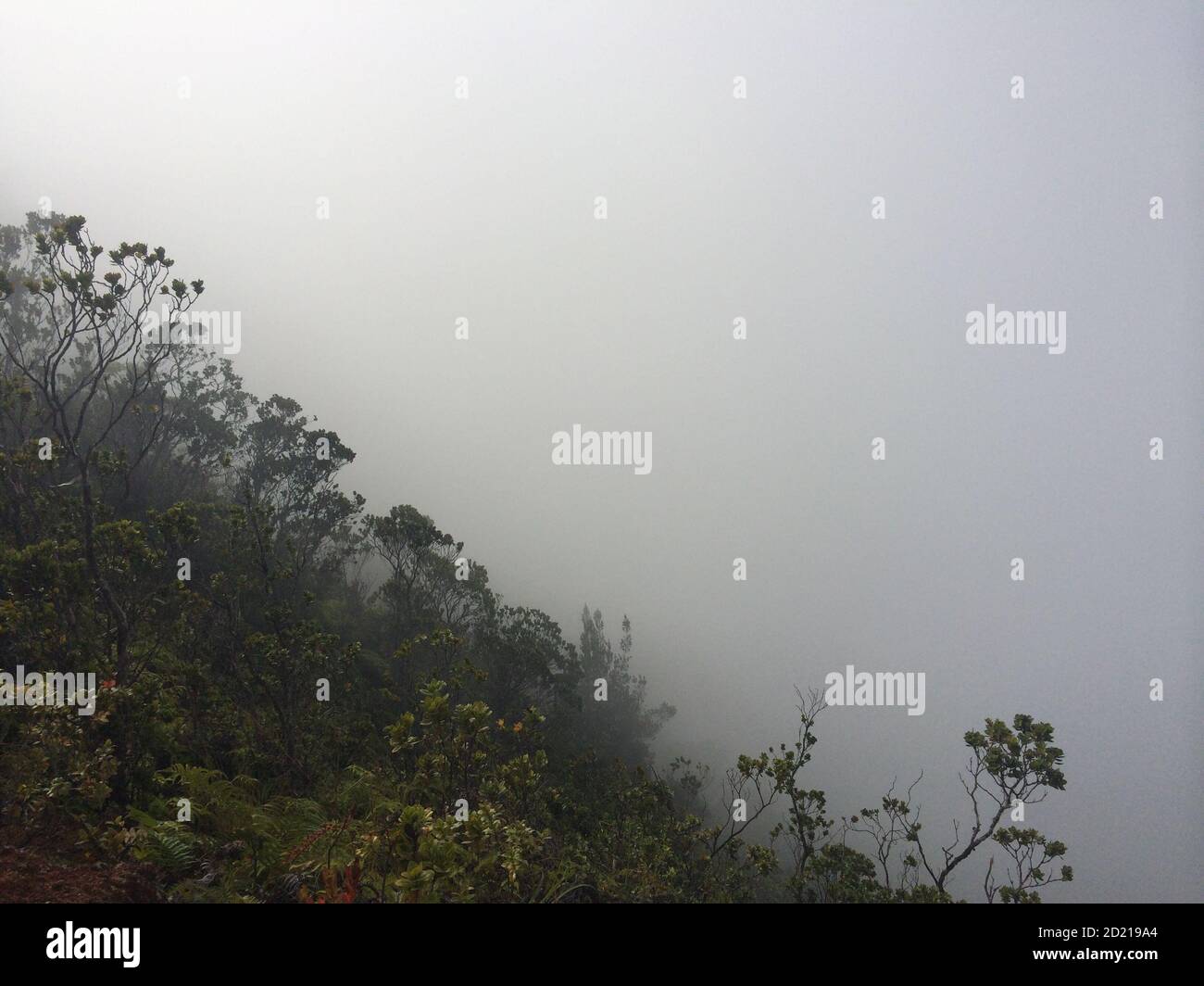 Plants and fog hi-res stock photography and images - Alamy