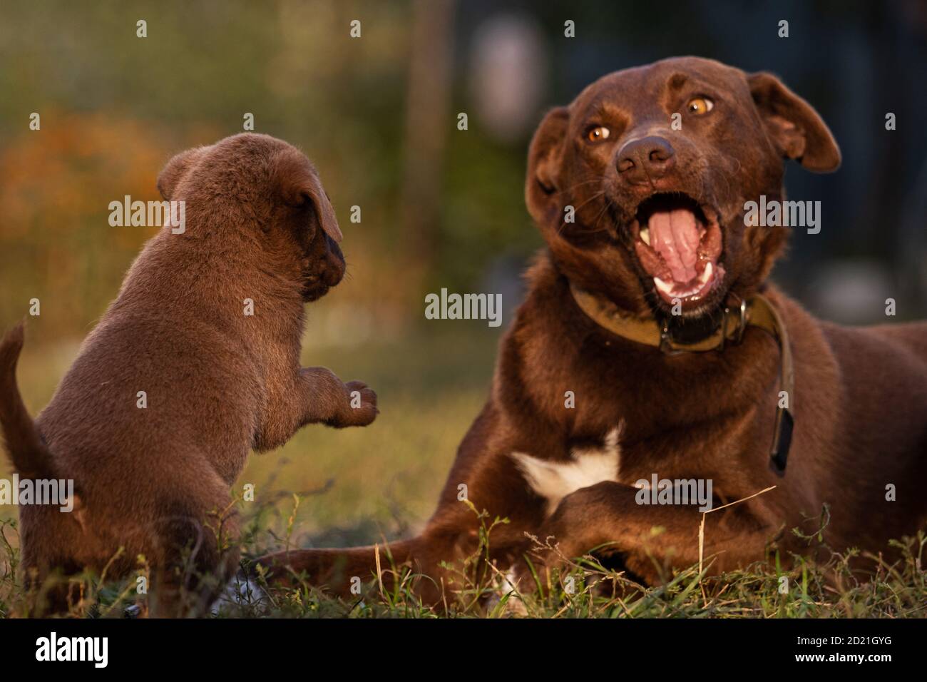 father dog and dog son playing Stock Photo - Alamy