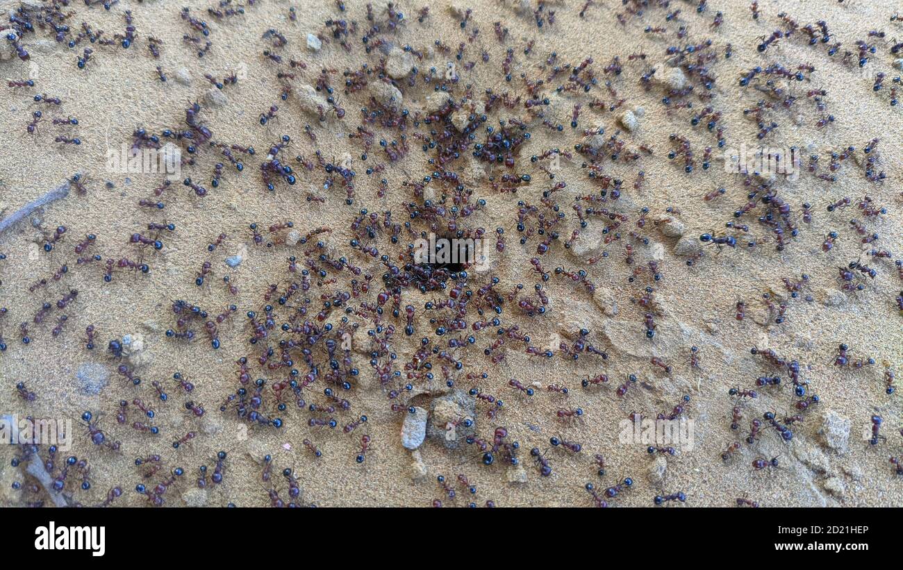 Black insects life. A lots of ant,group of carpenter ants or black ants ...
