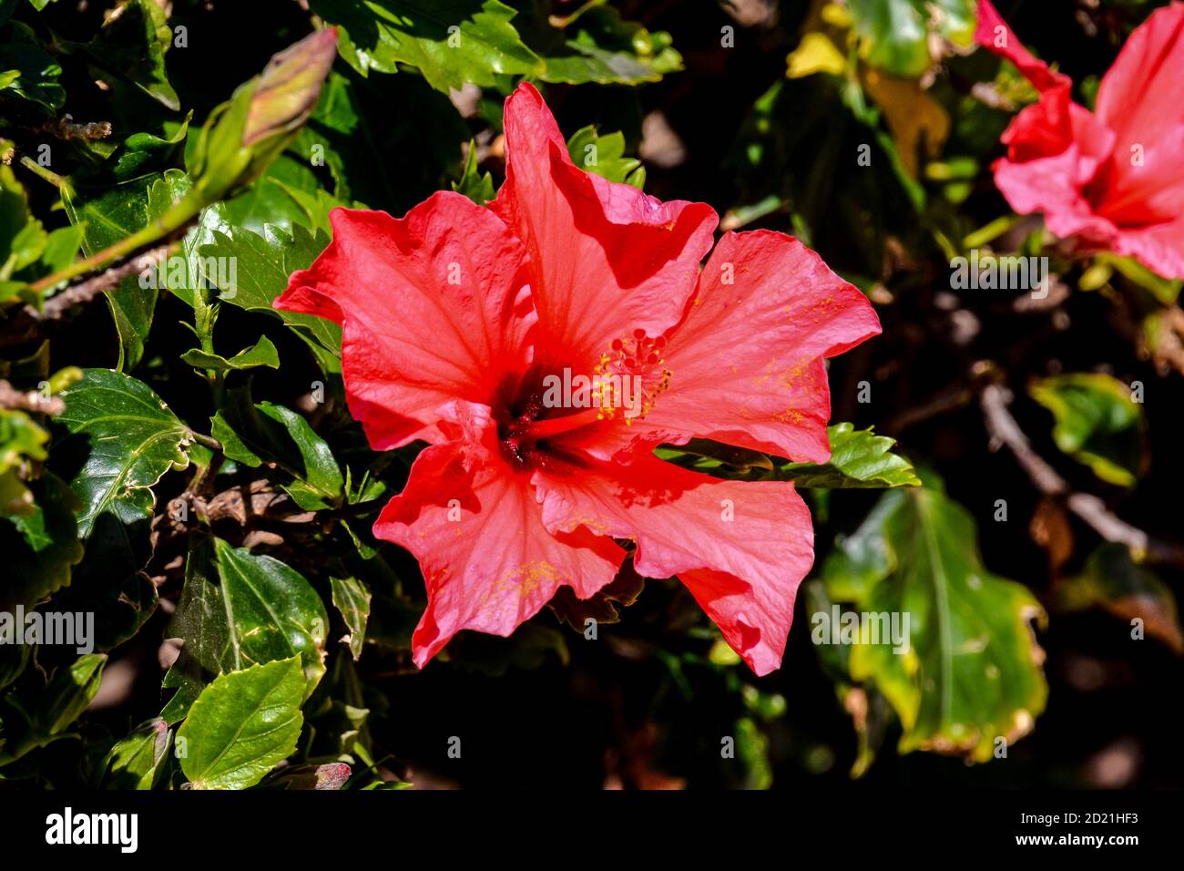 Blooming Flower Background Stock Photo - Alamy