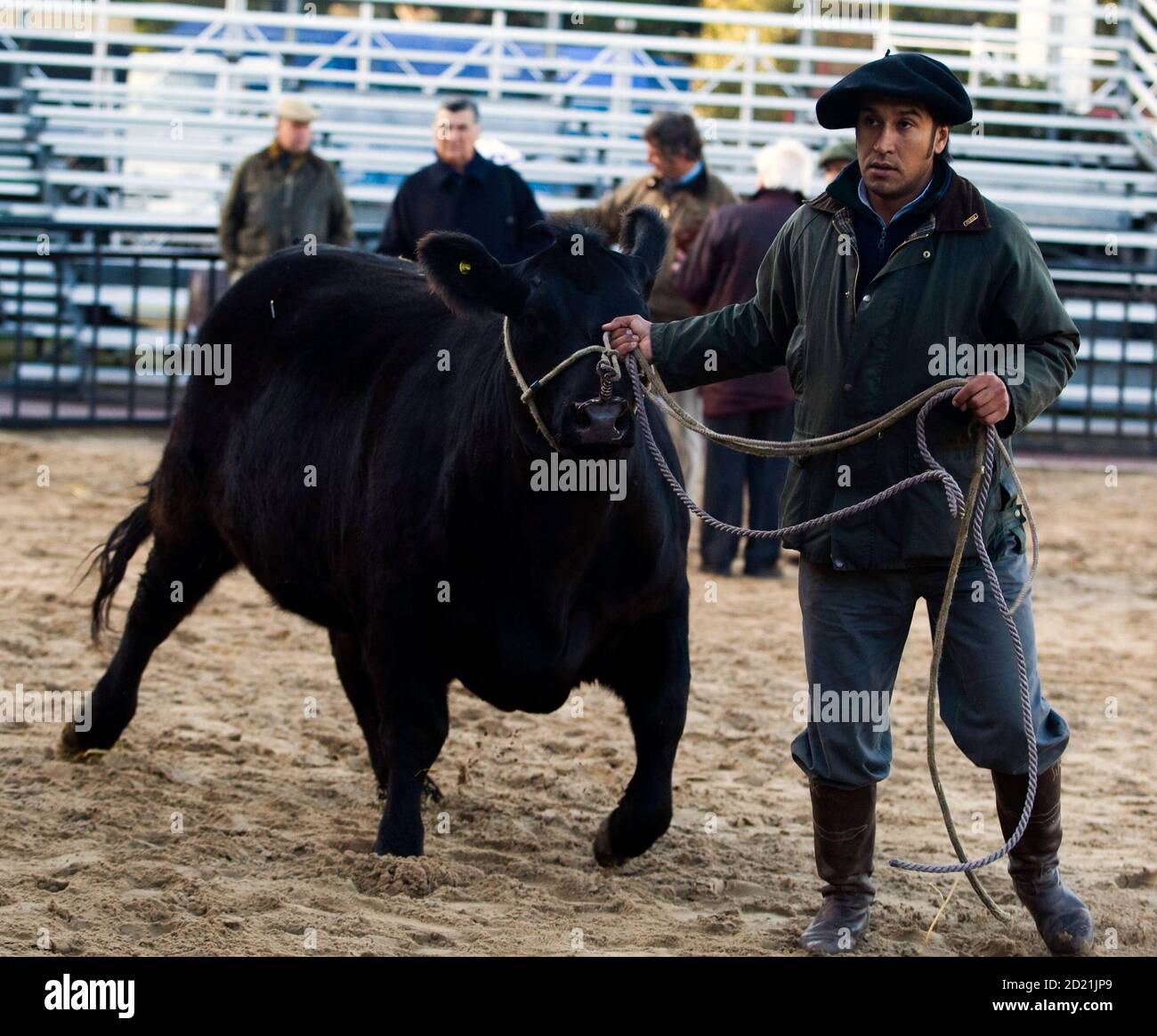 Aberdeen angus argentina hi-res stock photography and images - Alamy