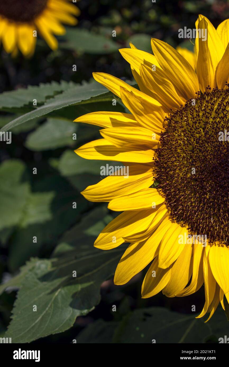 Sunflower in partial view Stock Photo - Alamy