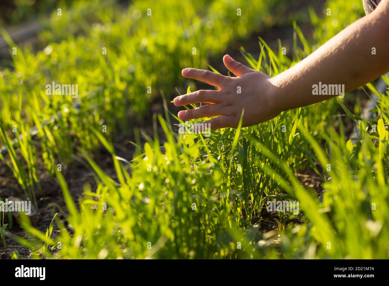 Little children hand touching plants on a field at sunrice time Stock ...