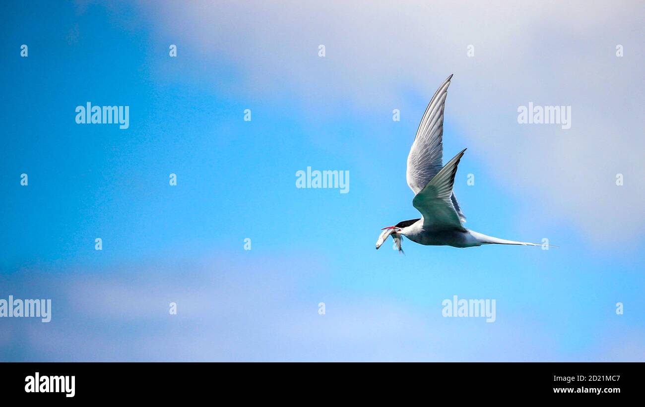 Fluttering bird hi-res stock photography and images - Alamy