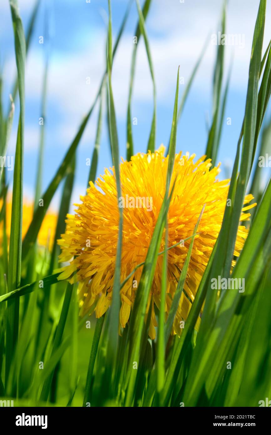 beautiful yellow spring flower in fresh grass - spring background Stock ...