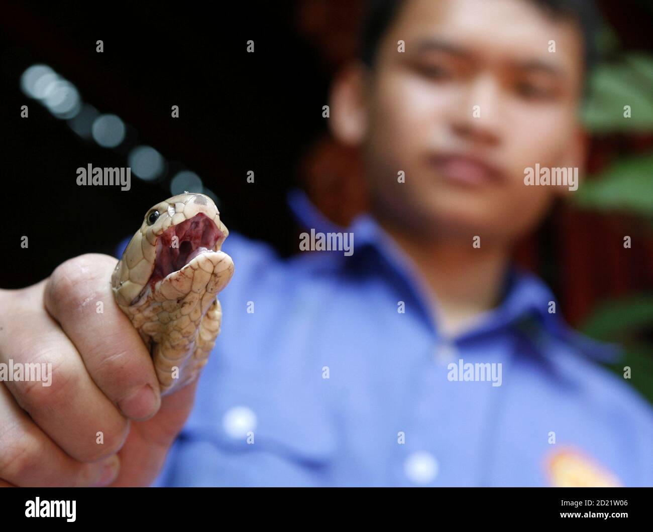 Copperhead snake mouth hi-res stock photography and images - Alamy