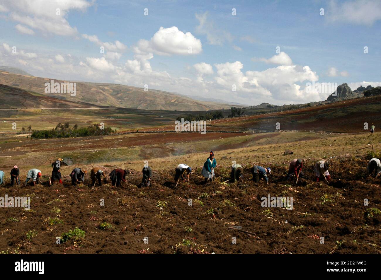 Native potato varieties peru hi-res stock photography and images - Alamy
