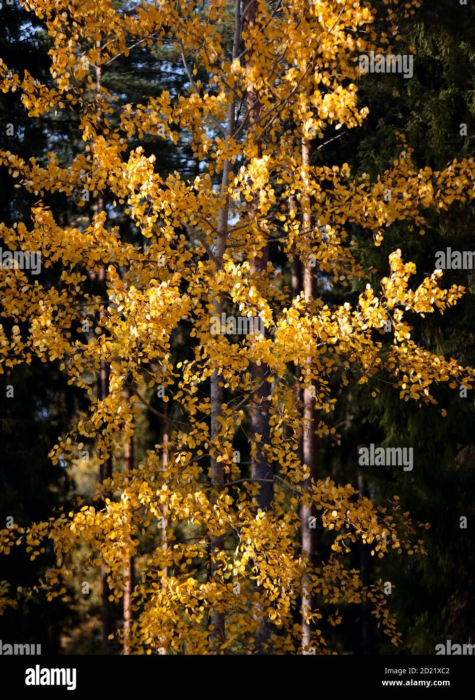Yellow aspen trees hi-res stock photography and images - Alamy