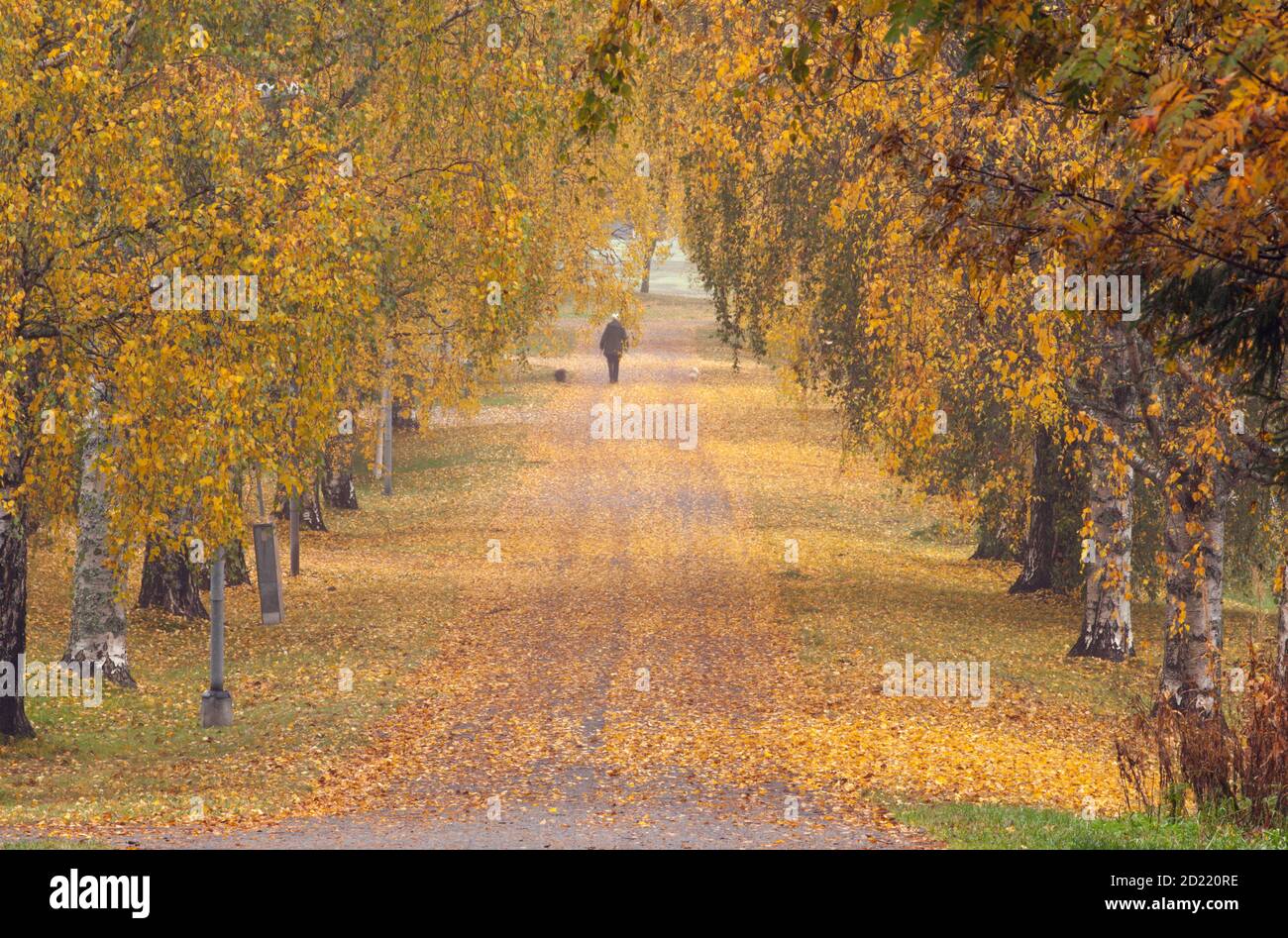 View of a pathway in autumn colors. Surrounded by Betula birch trees in ...
