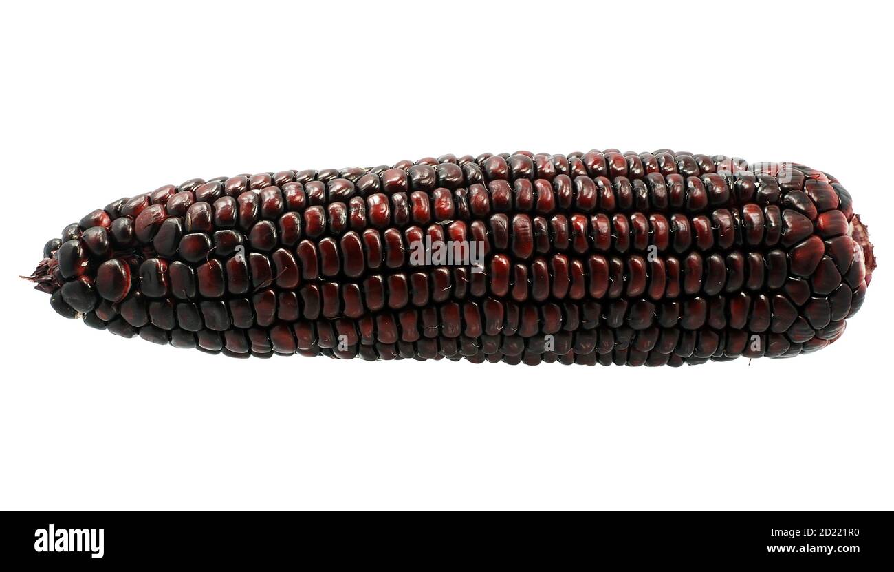 Black Corn isolated on white background Stock Photo - Alamy