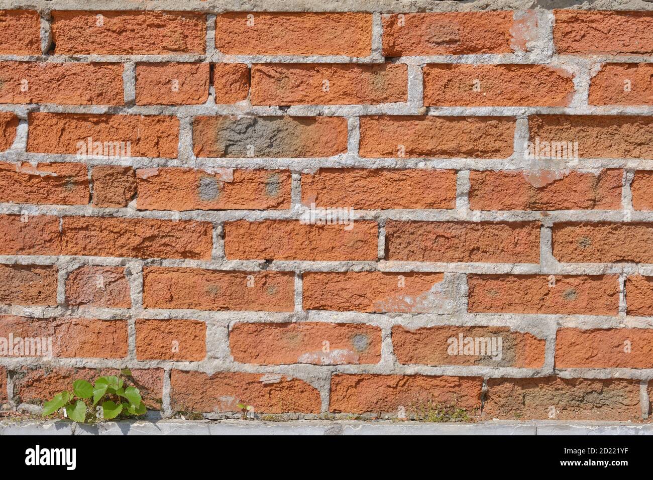 Texture of old brickwork with a sprouting tree sprout, brick wall ...
