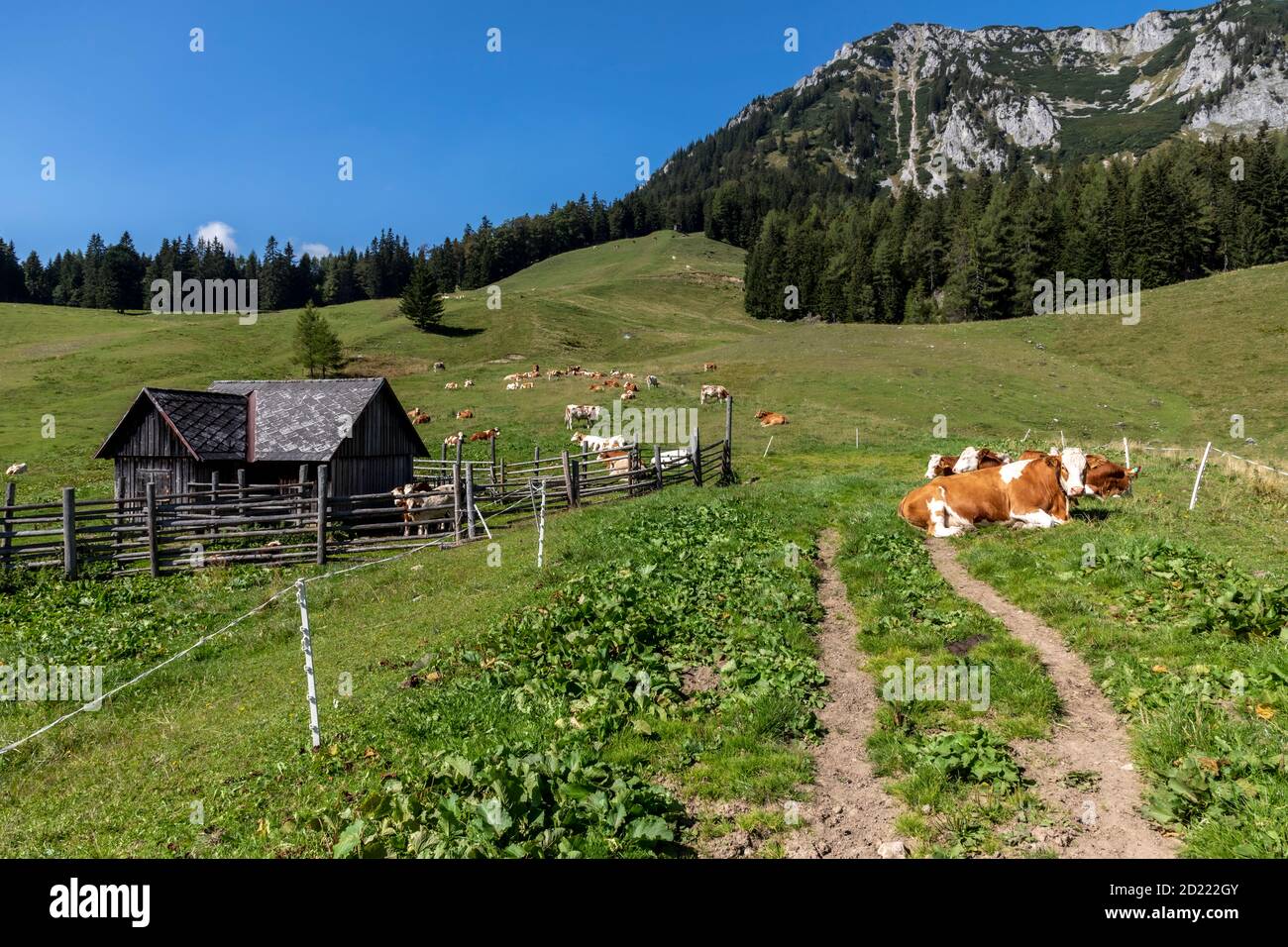 Austria cows hi-res stock photography and images - Alamy