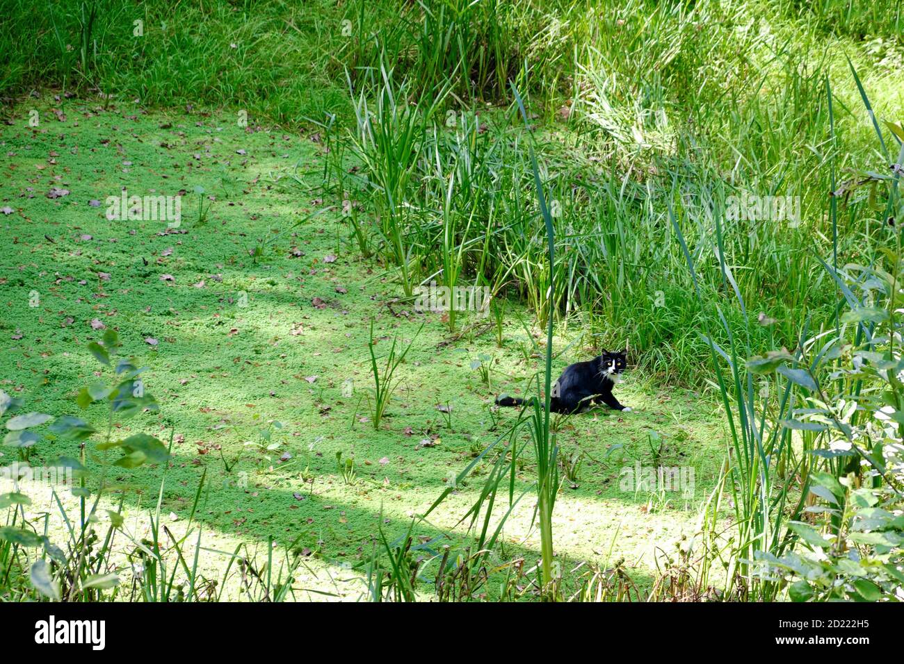 Cat tail in swamp hi-res stock photography and images - Alamy