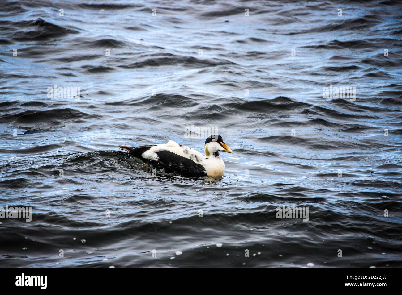 Icelandicnature hi-res stock photography and images - Alamy