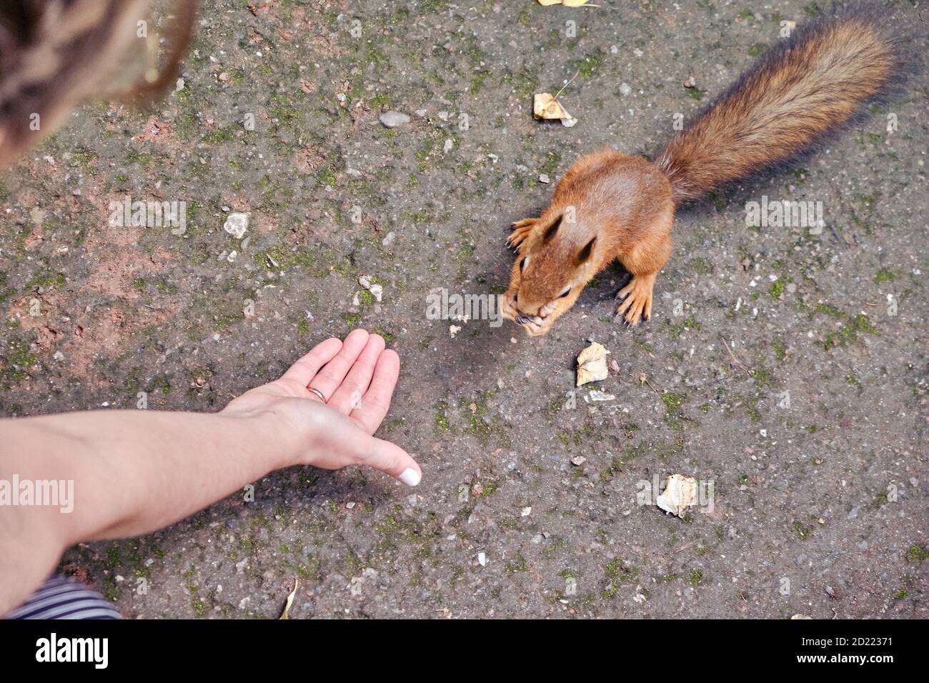 Female squirrel nuts hi-res stock photography and images - Alamy