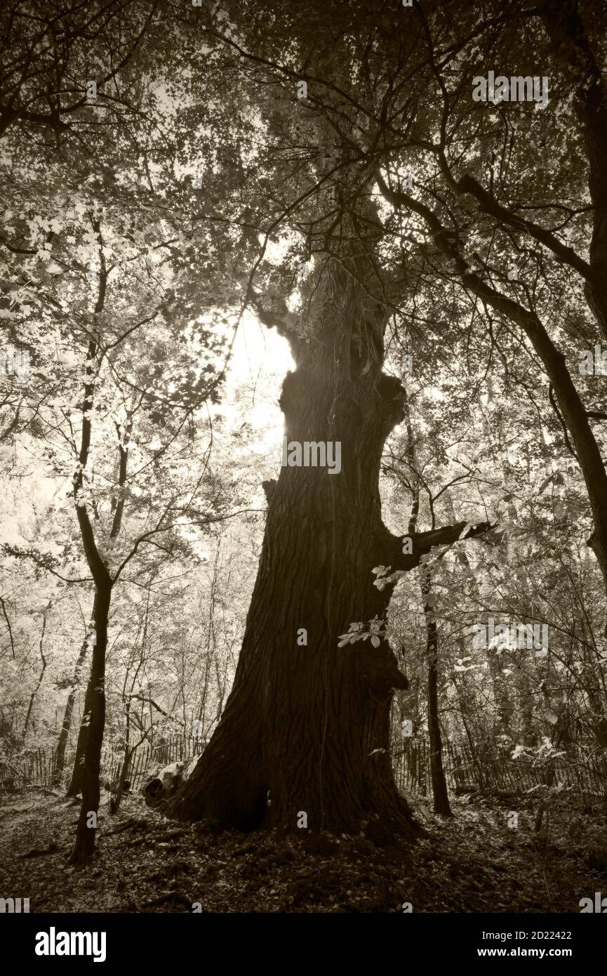 Poplar ridge hi-res stock photography and images - Alamy