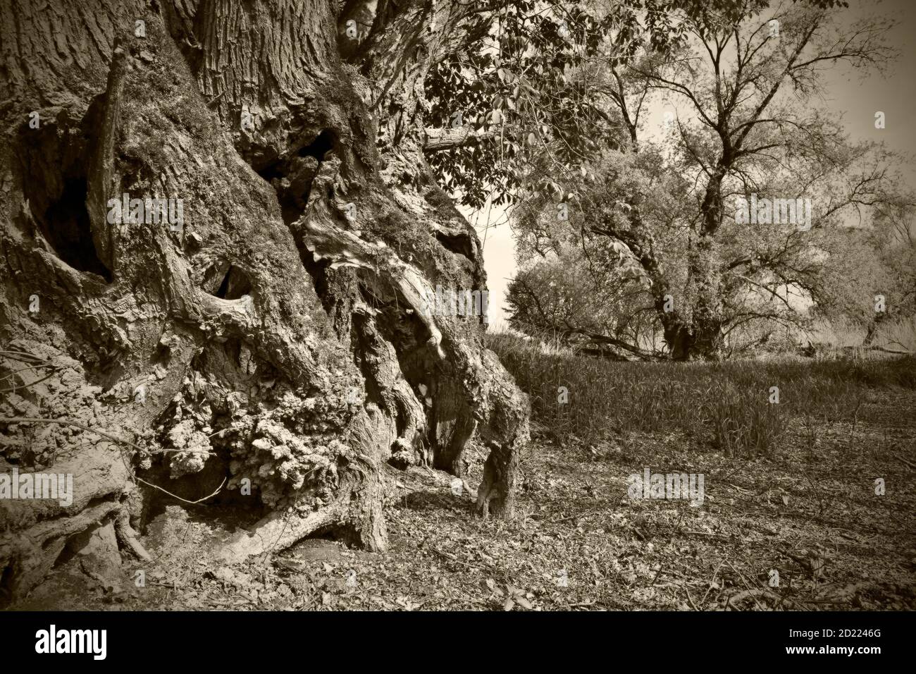 ASTEN, AUSTRIA - MAR 29, 2014: giant white willows (salix alba) in a ...