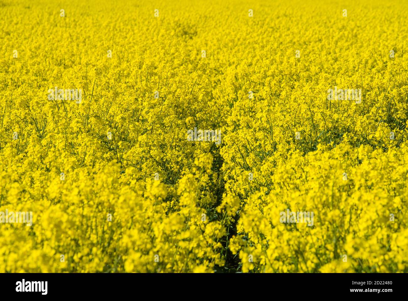 Yellow flowers blooming rapeseed field Stock Photo - Alamy