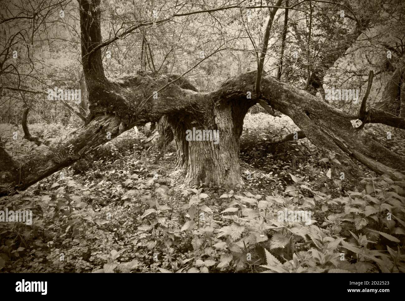 White willows salix alba hi-res stock photography and images - Alamy