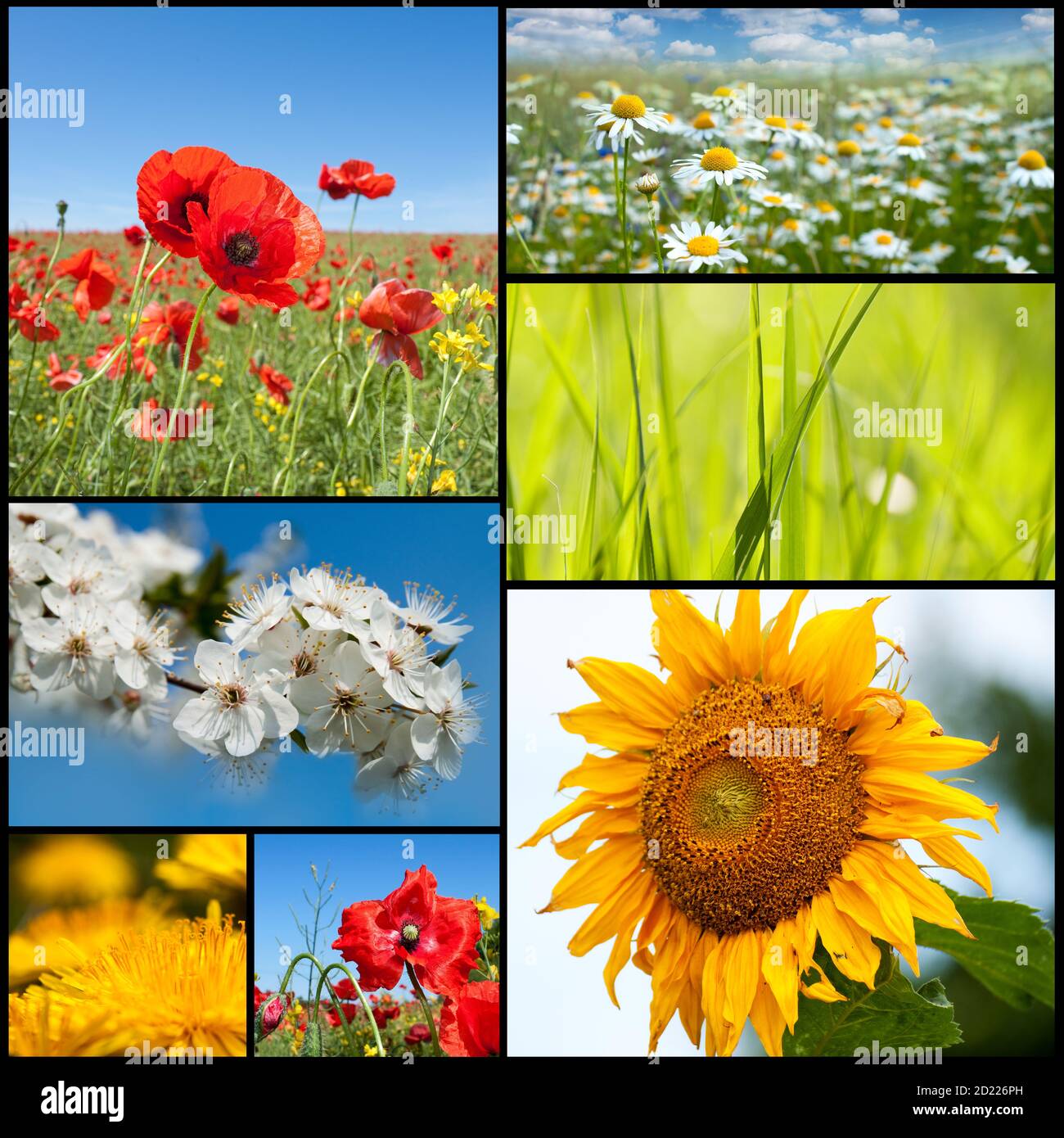 Beautiful spring flowers collection Stock Photo - Alamy