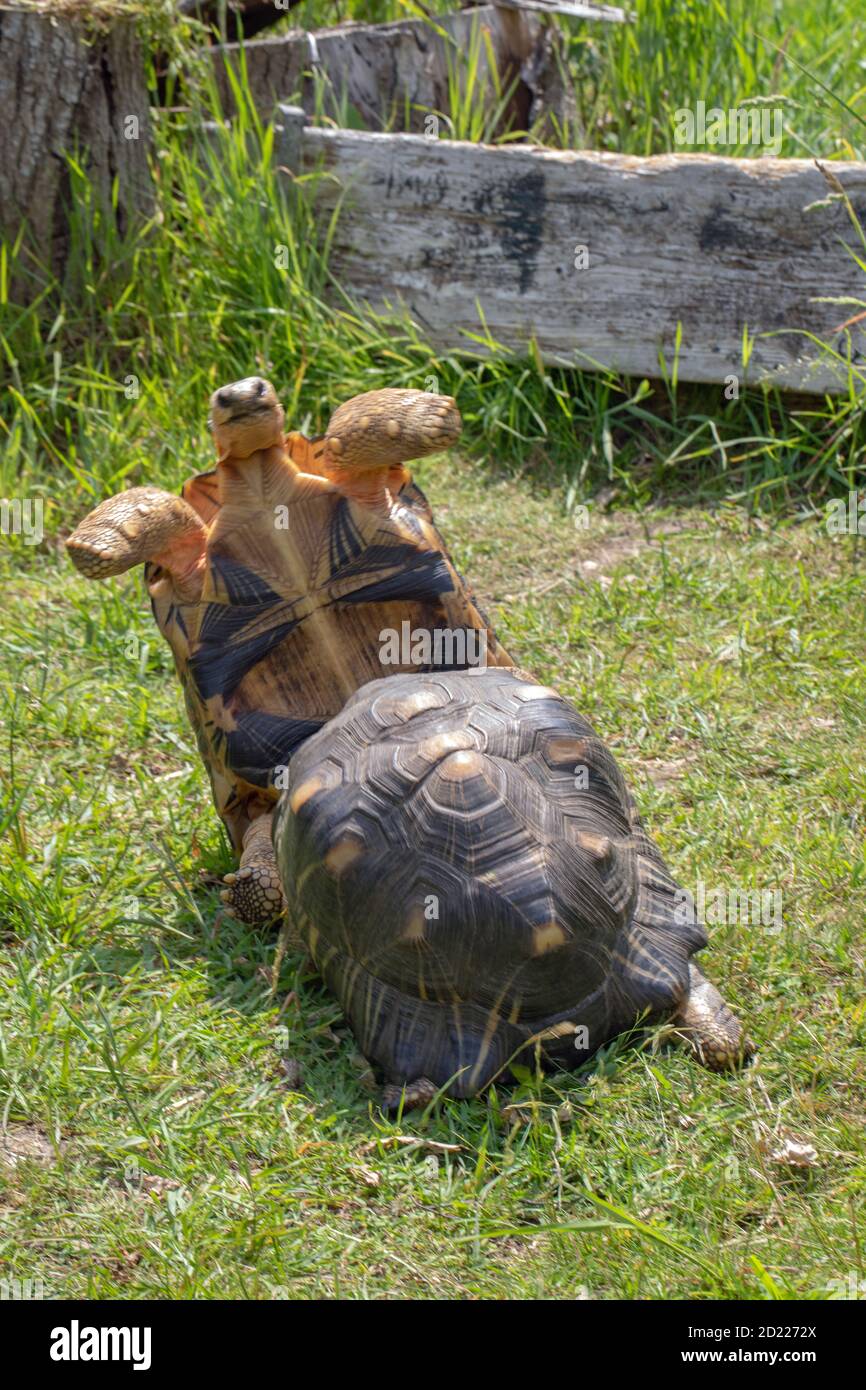 Radiated Tortoises (Astrochelys radiata). Two males fighting to gain ...