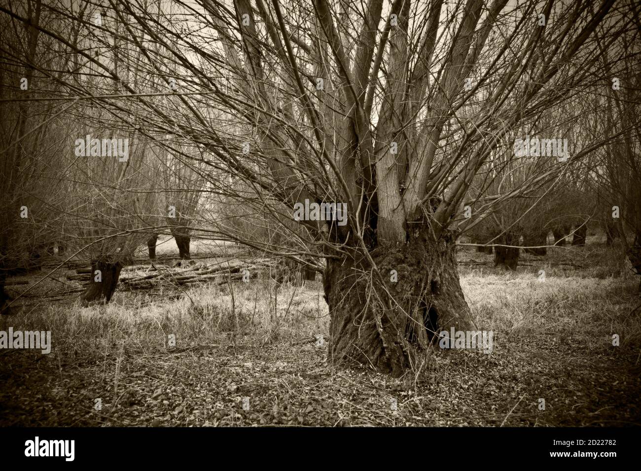 ASTEN, AUSTRIA - MAR 29, 2014: giant white willows (salix alba) in a ...