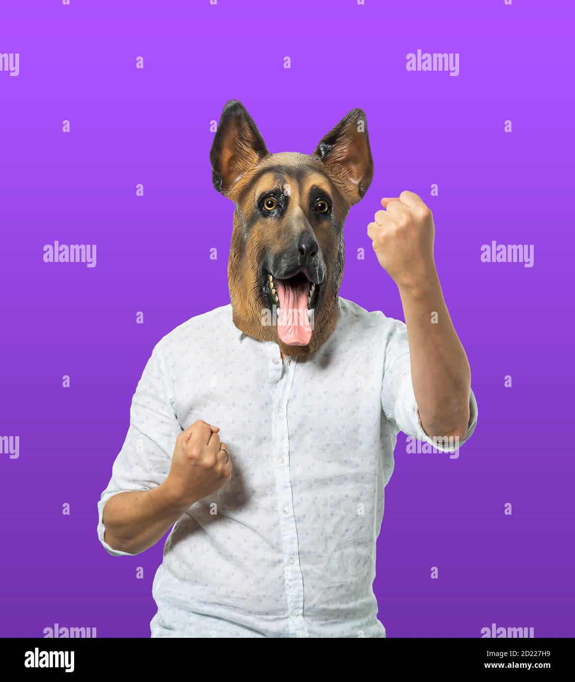 Man in dog mask posing in fighting guard on isolated purple background ...