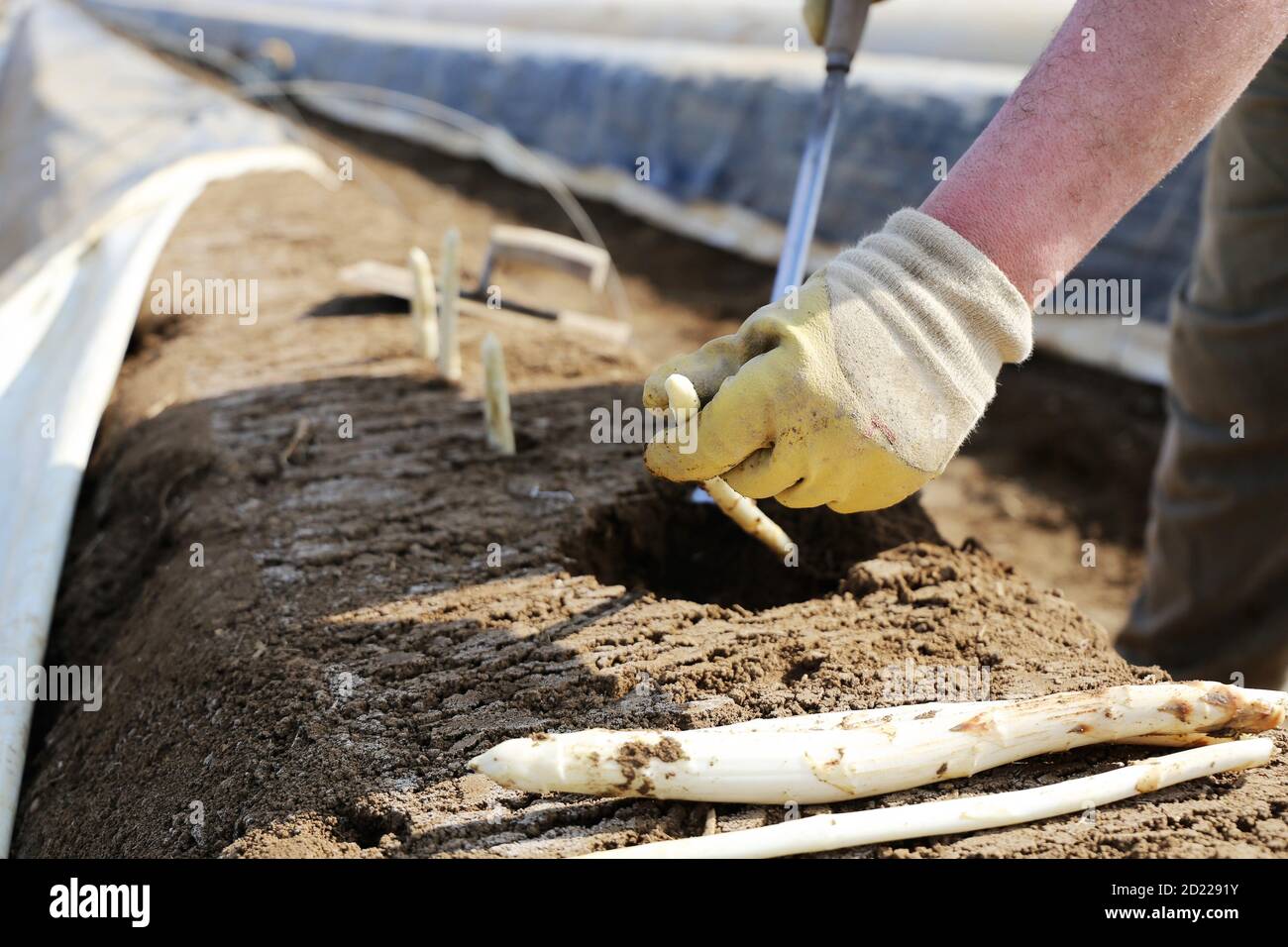 Agricultural asparagus harvest Stock Photo - Alamy