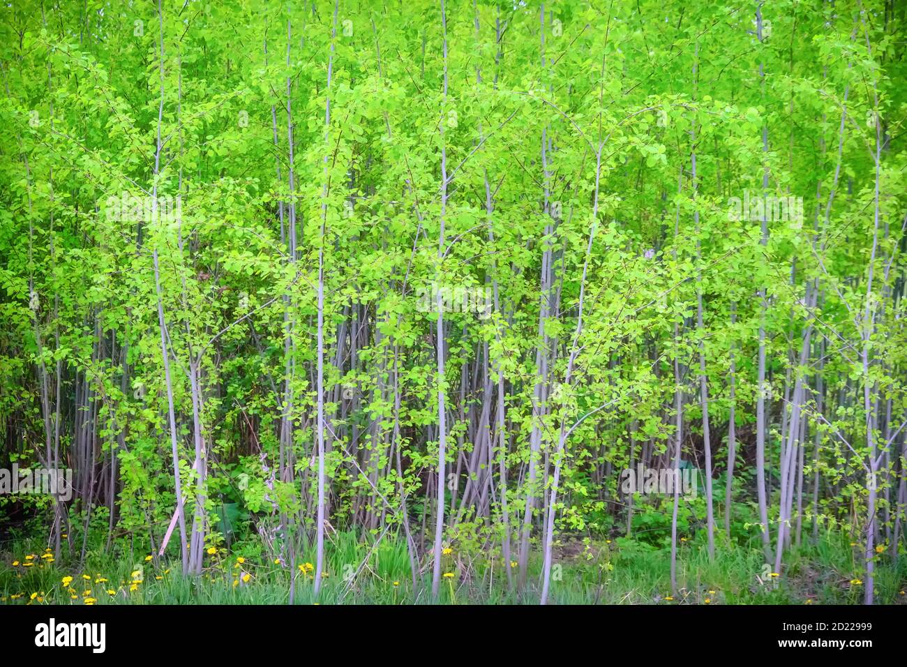 Young trees with green leaves in the spring forest, background Stock ...