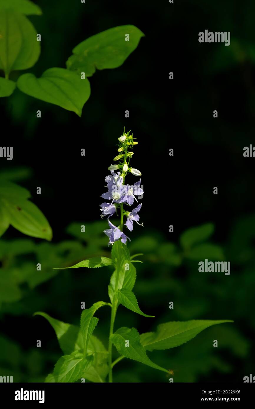 A tall bellflower grows in Southwoods Park, West Des Moines, Iowa Stock ...