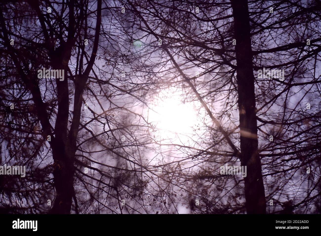 The sun sets behind the trees in the winter forest. Sunset with the ...