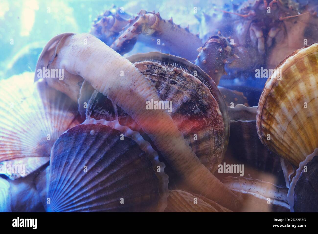 Scallops underwater hi-res stock photography and images - Alamy