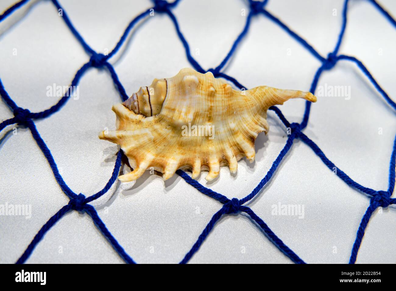 Clam shell in the fishing net on white background Stock Photo - Alamy