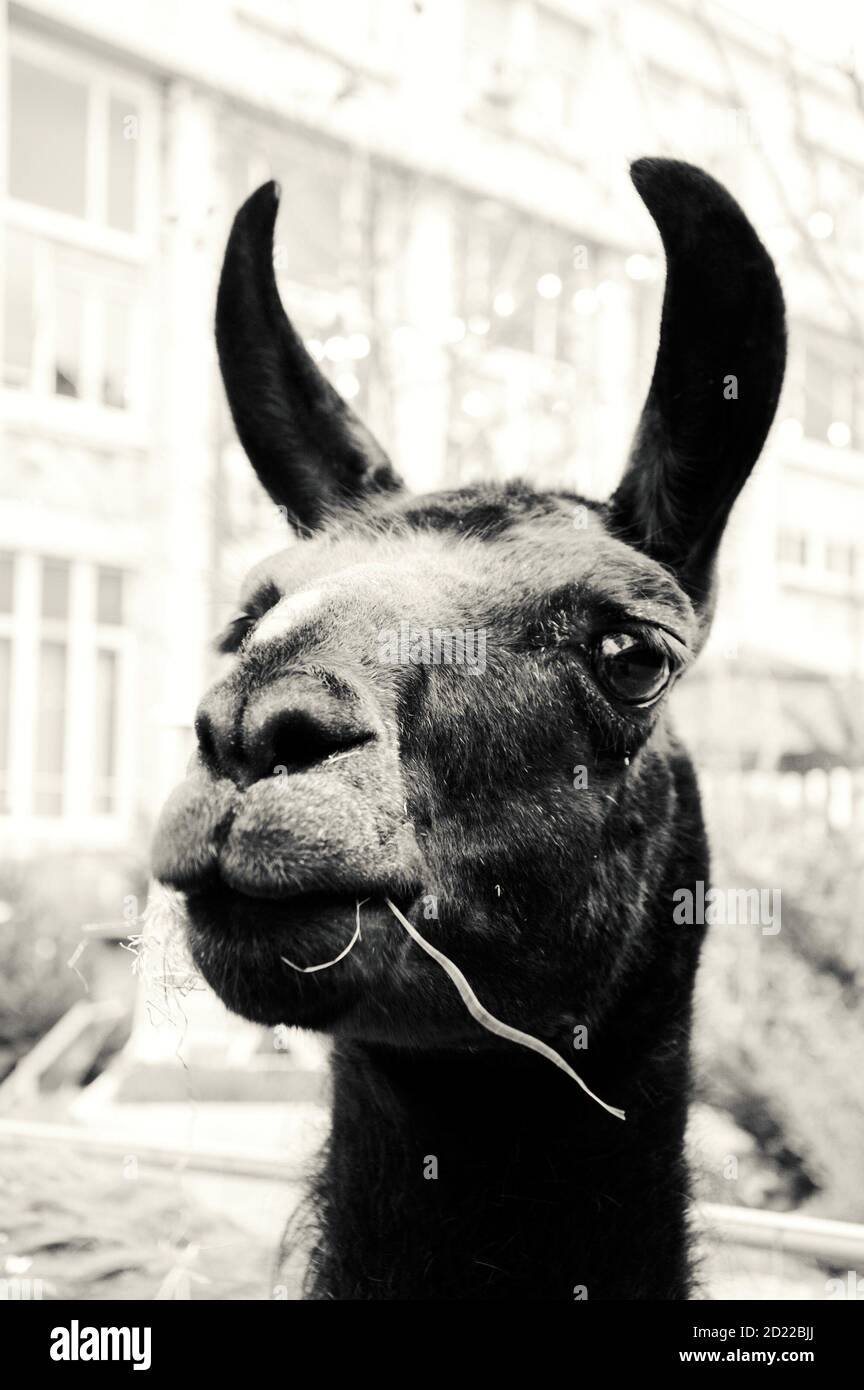 Lama family in zoo hi-res stock photography and images - Alamy