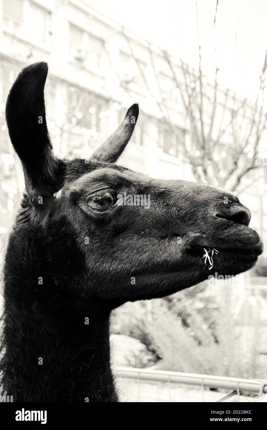 Lama family in zoo hi-res stock photography and images - Alamy