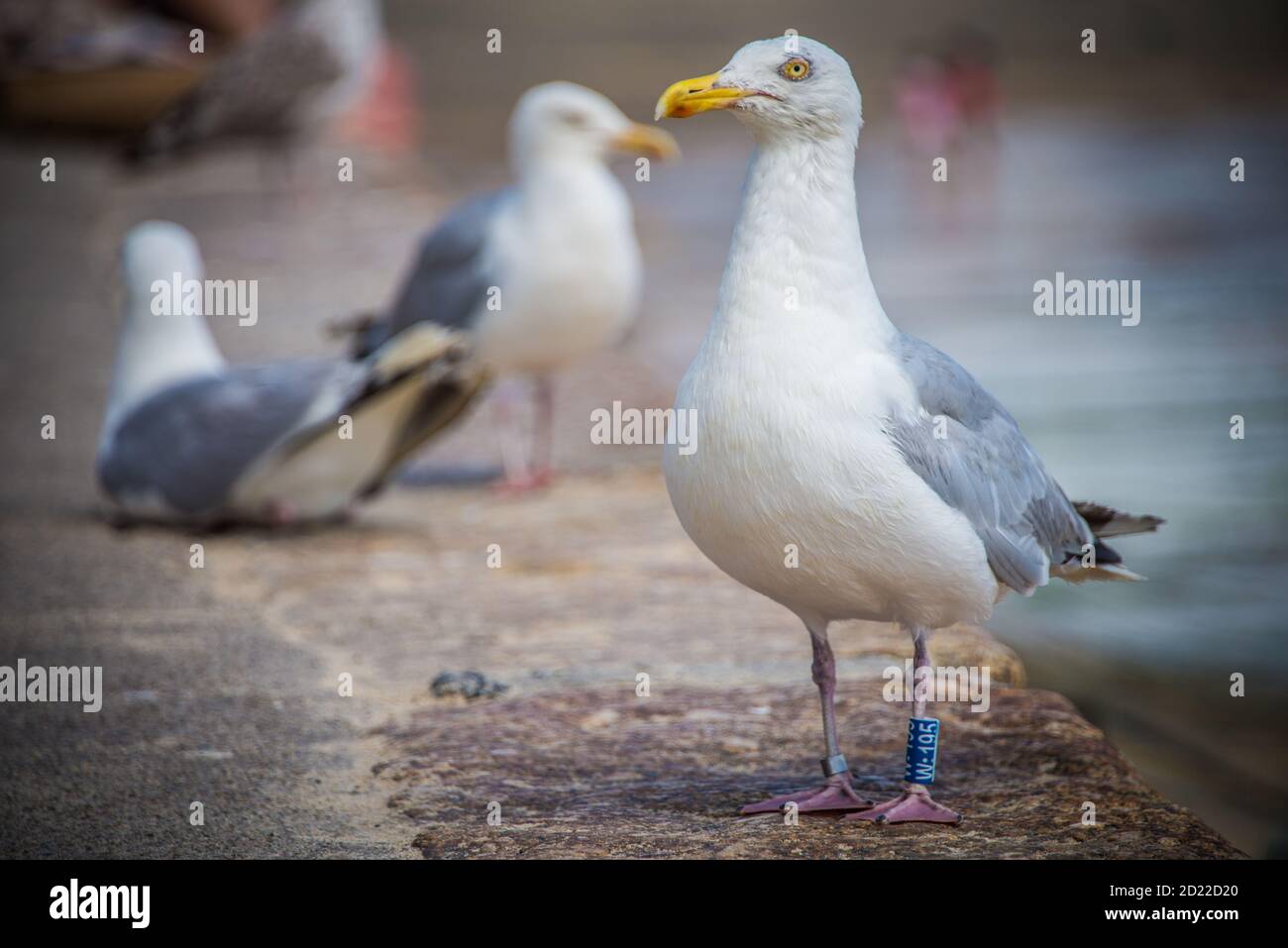 Seasidepest hi-res stock photography and images - Alamy