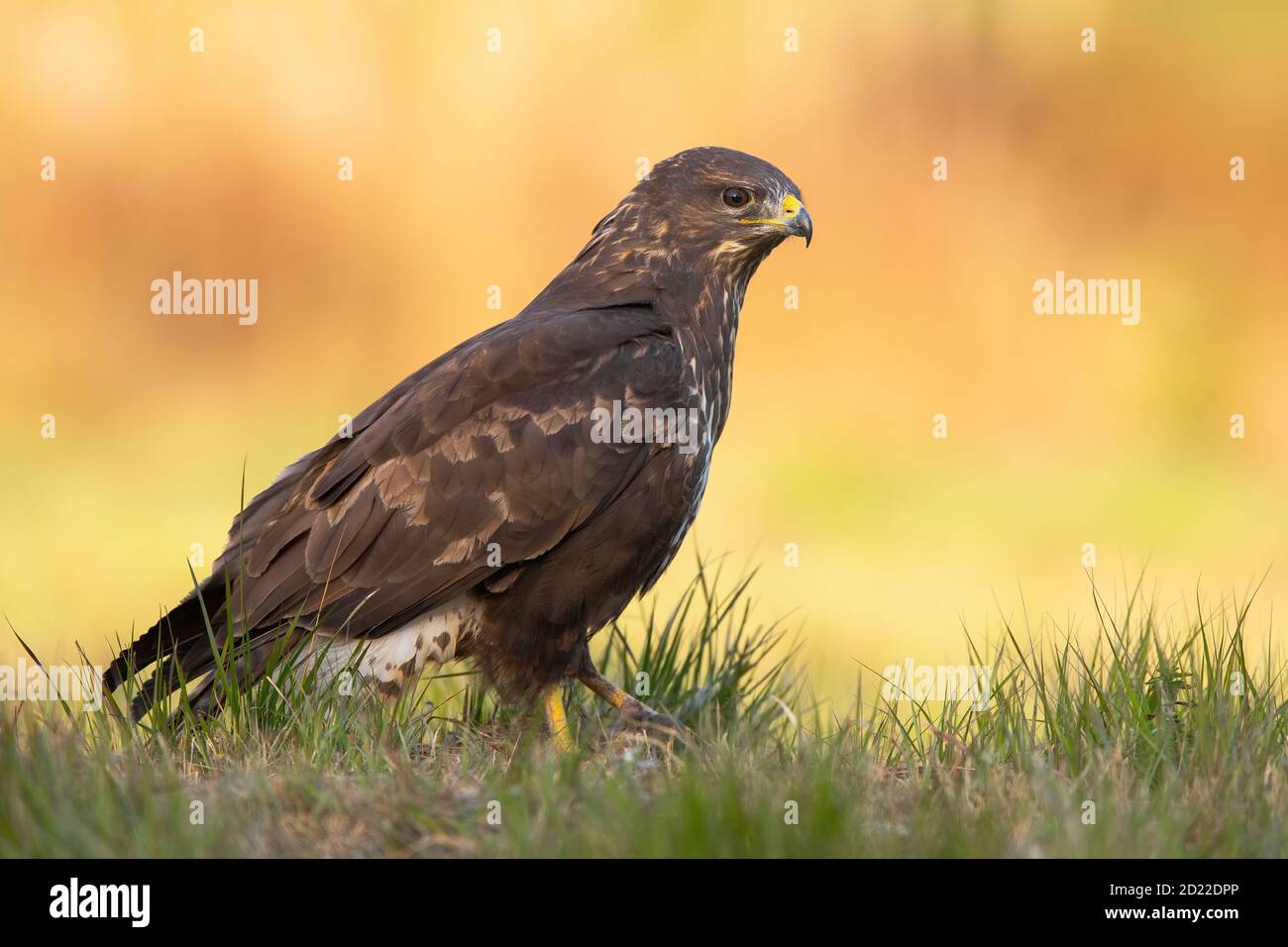 Impressive common buzzard sitting on the ground in fall Stock Photo - Alamy