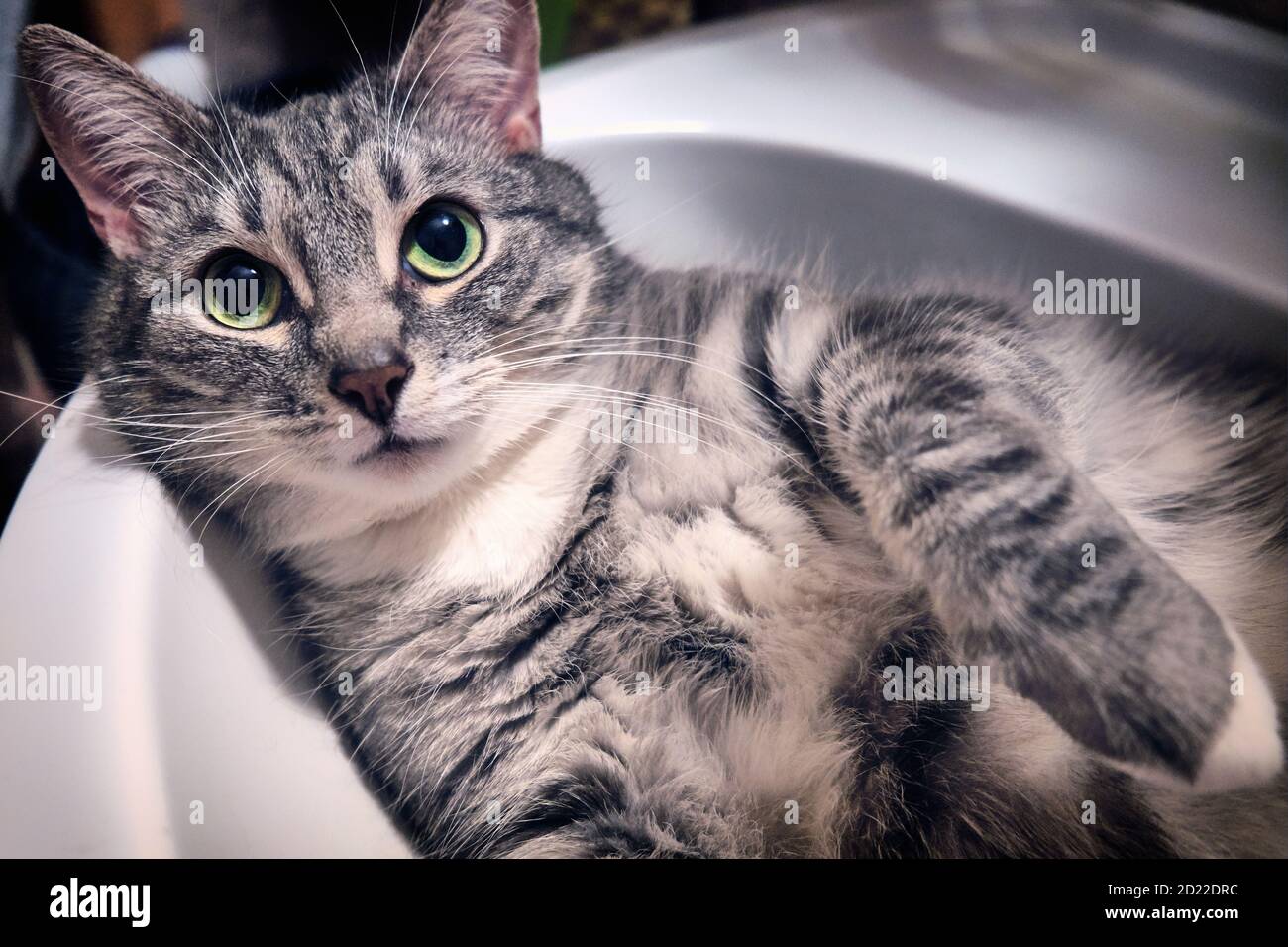 Gray Calico Cat With Blue Eyes