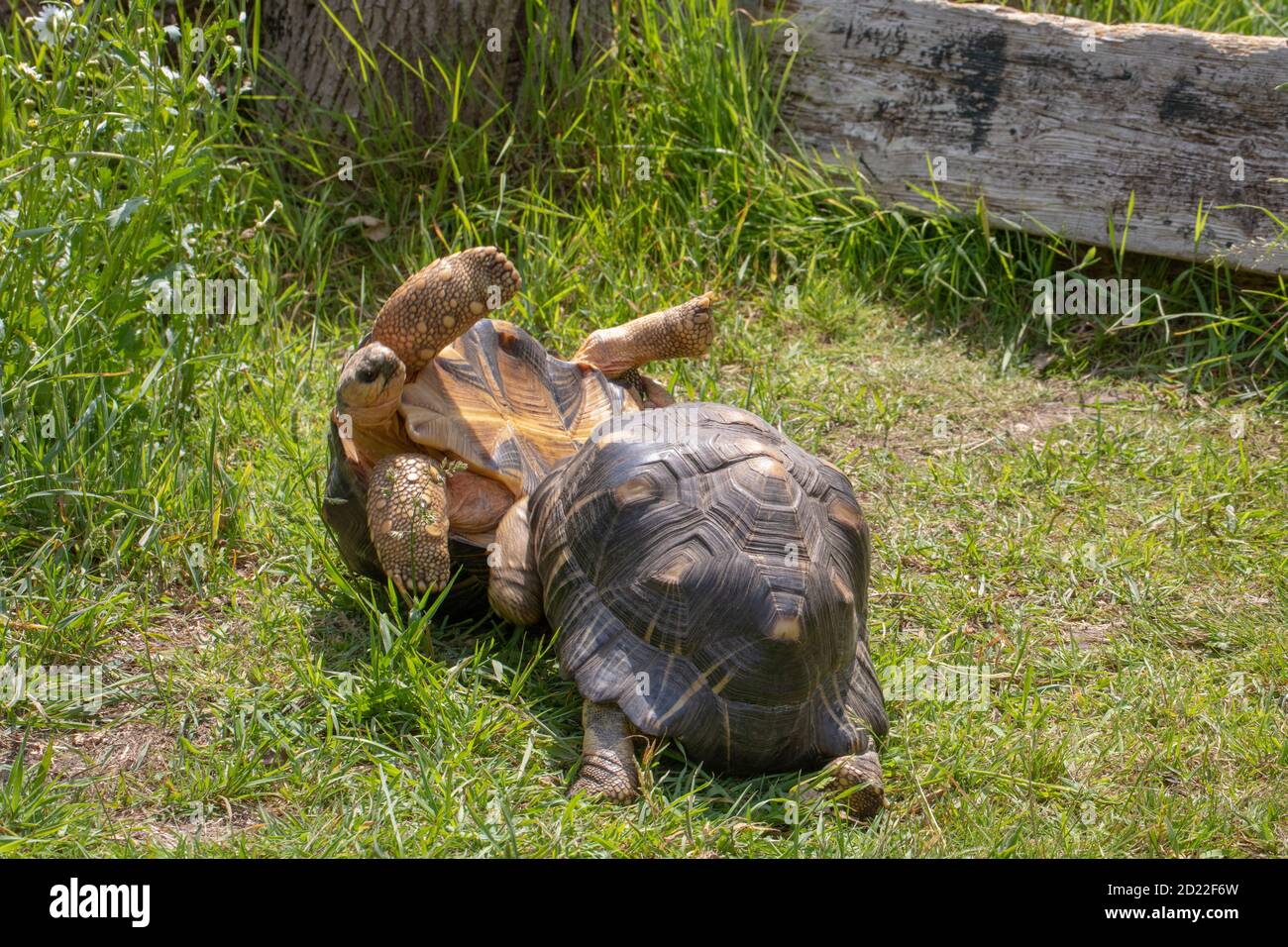 Front gular scutes hi-res stock photography and images - Alamy