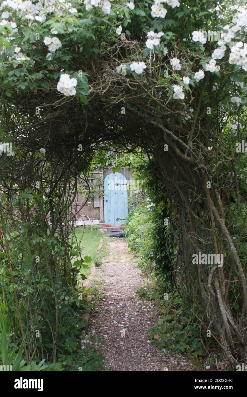 Rose espalier hi-res stock photography and images - Alamy