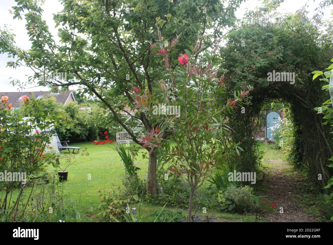 landscape view in Summer English country garden with espalier pear tree ...