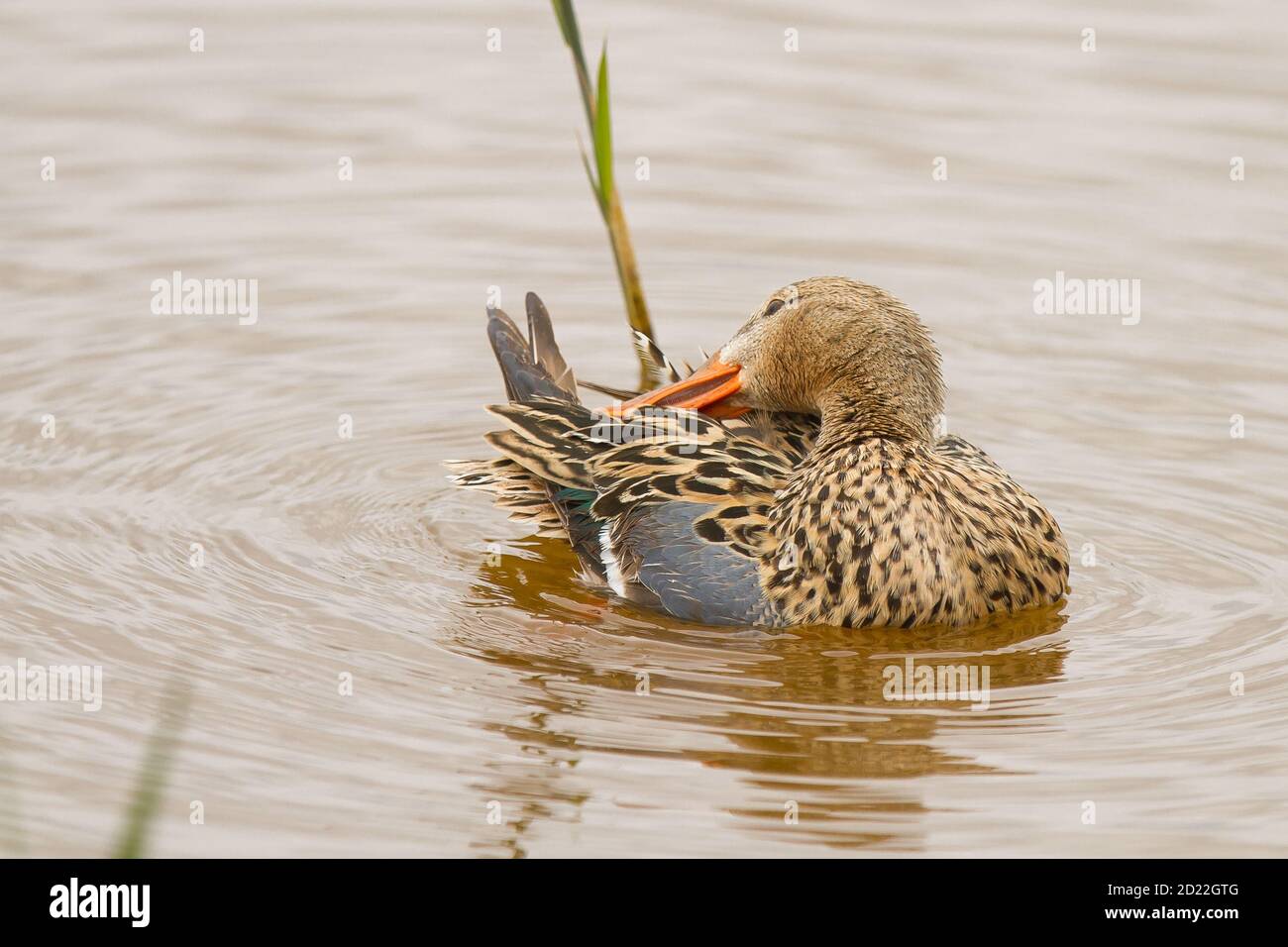 Female shoveler duck swimming at a lake Stock Photo - Alamy