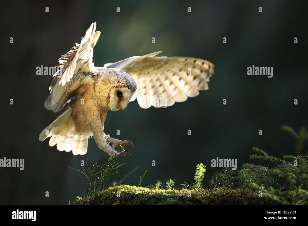 Barn owl beak open hi-res stock photography and images - Alamy